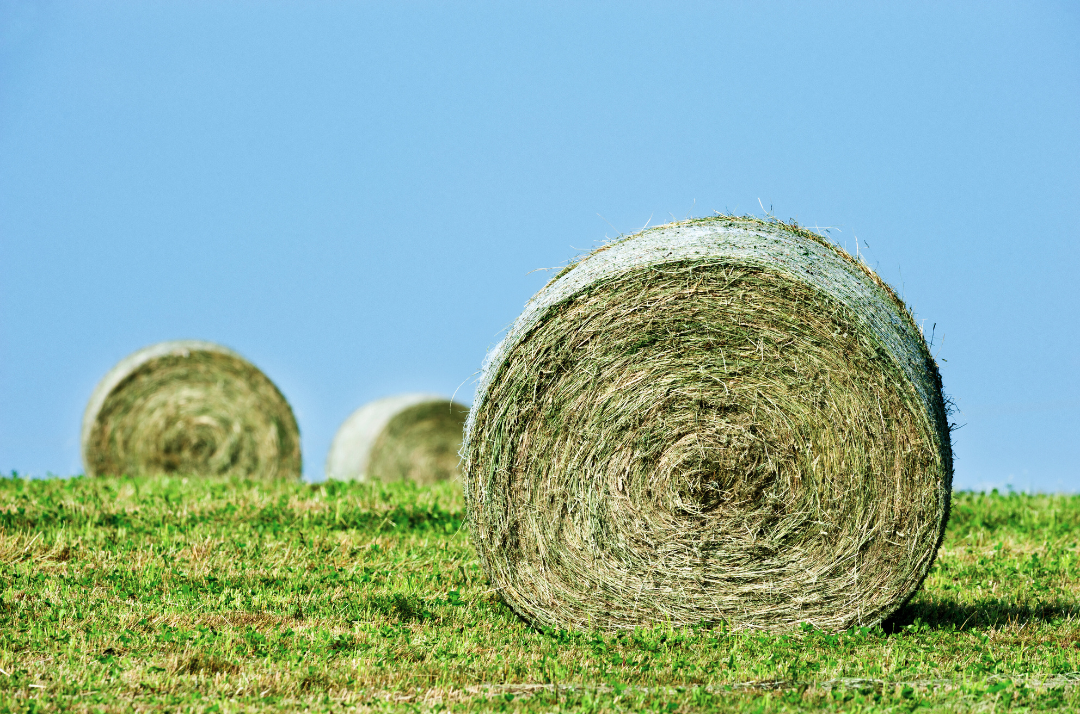 Hay – Meadow Ridge Supply